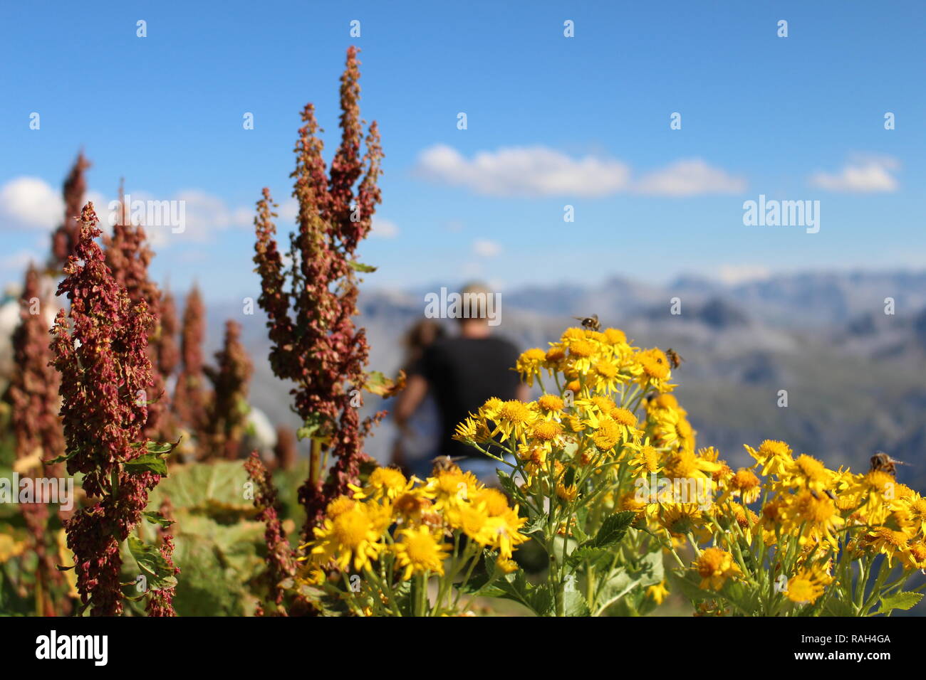Arosa weisshorn hi-res stock photography and images - Alamy