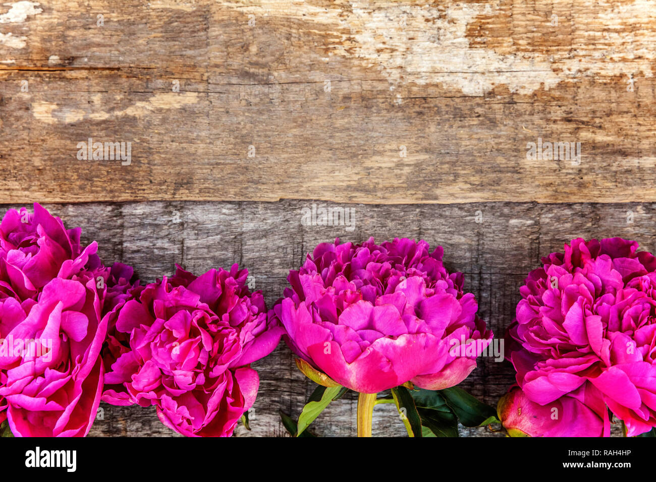 Floral frame with fresh blooming pink magenta peony flowers bouquet on ...