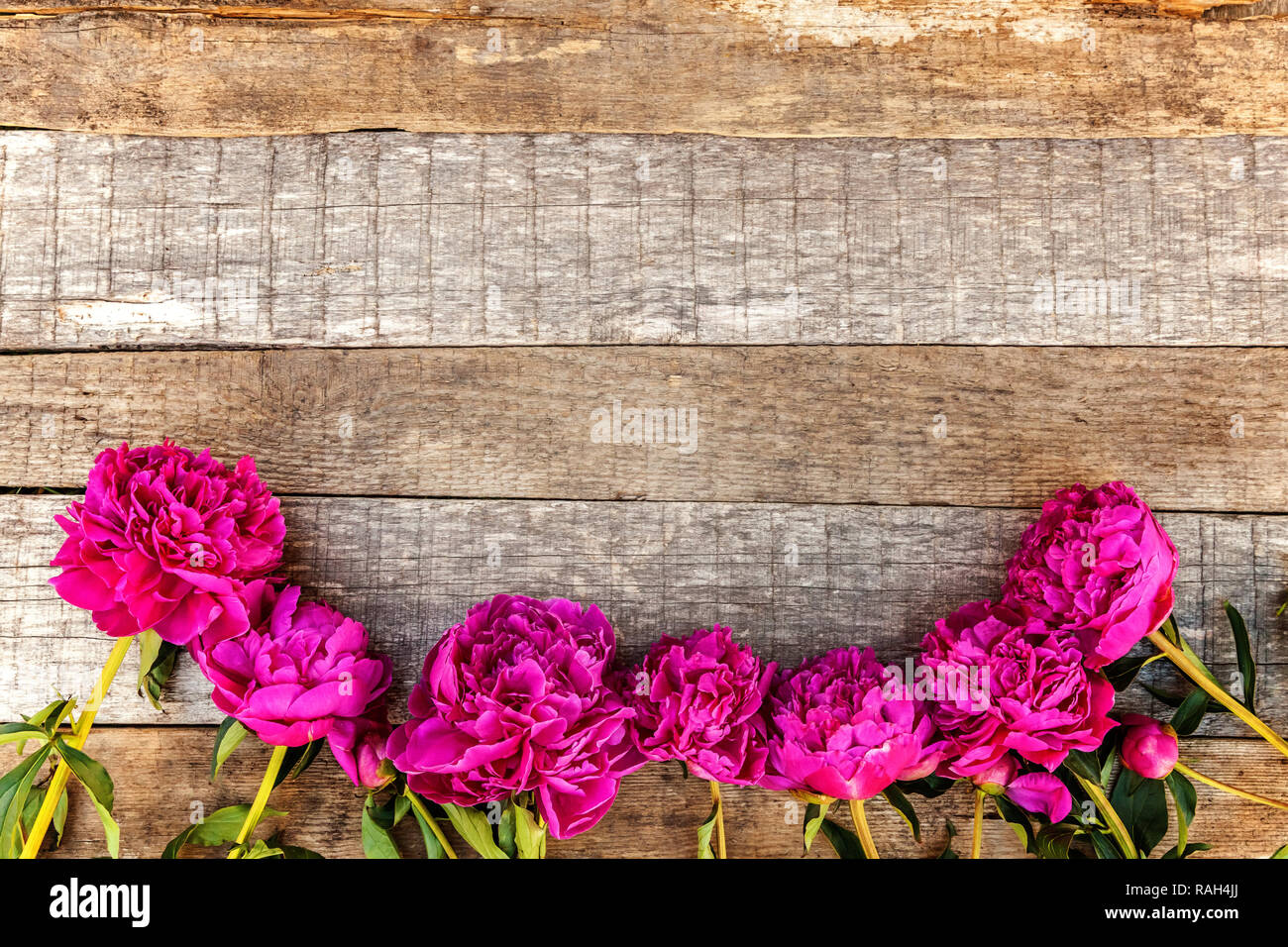 Floral frame with fresh blooming pink magenta peony flowers bouquet on ...
