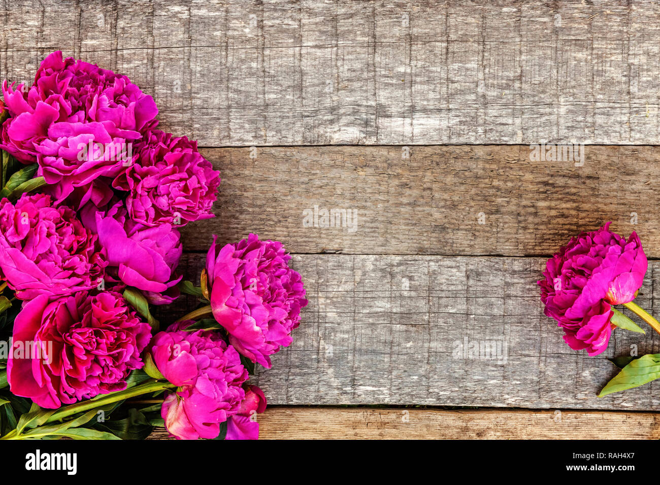 Floral frame with fresh blooming pink magenta peony flowers bouquet on ...