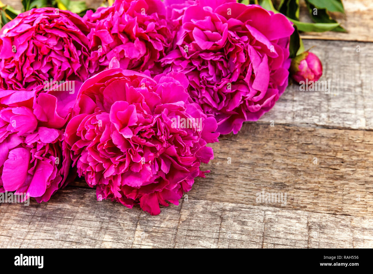 Floral frame with fresh blooming pink magenta peony flowers bouquet on ...
