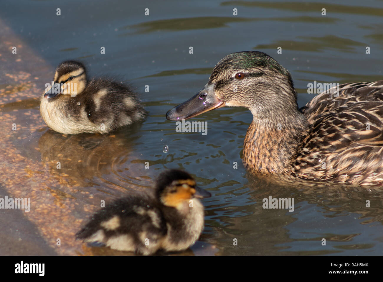 Female Duck with her two ducklings drinking from shallow water Stock ...