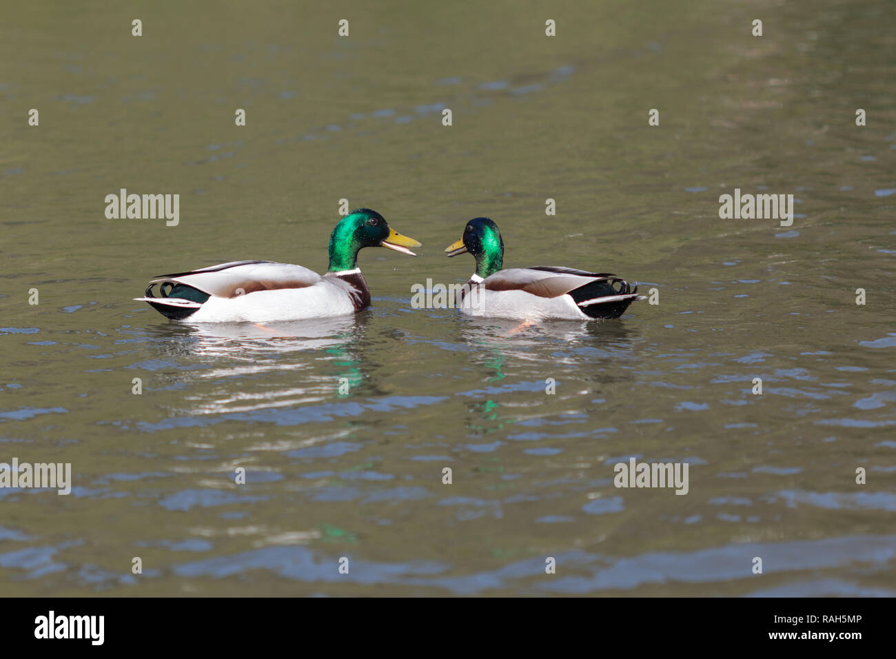 Two male Mallard ducks facing each other one with beak open Stock Photo ...