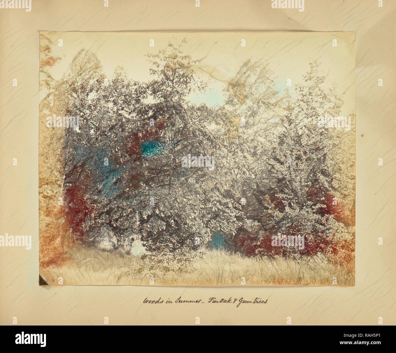 Woods in Summer - Pin Oak and Gum Trees, Possibly Alfred Booth (English ...