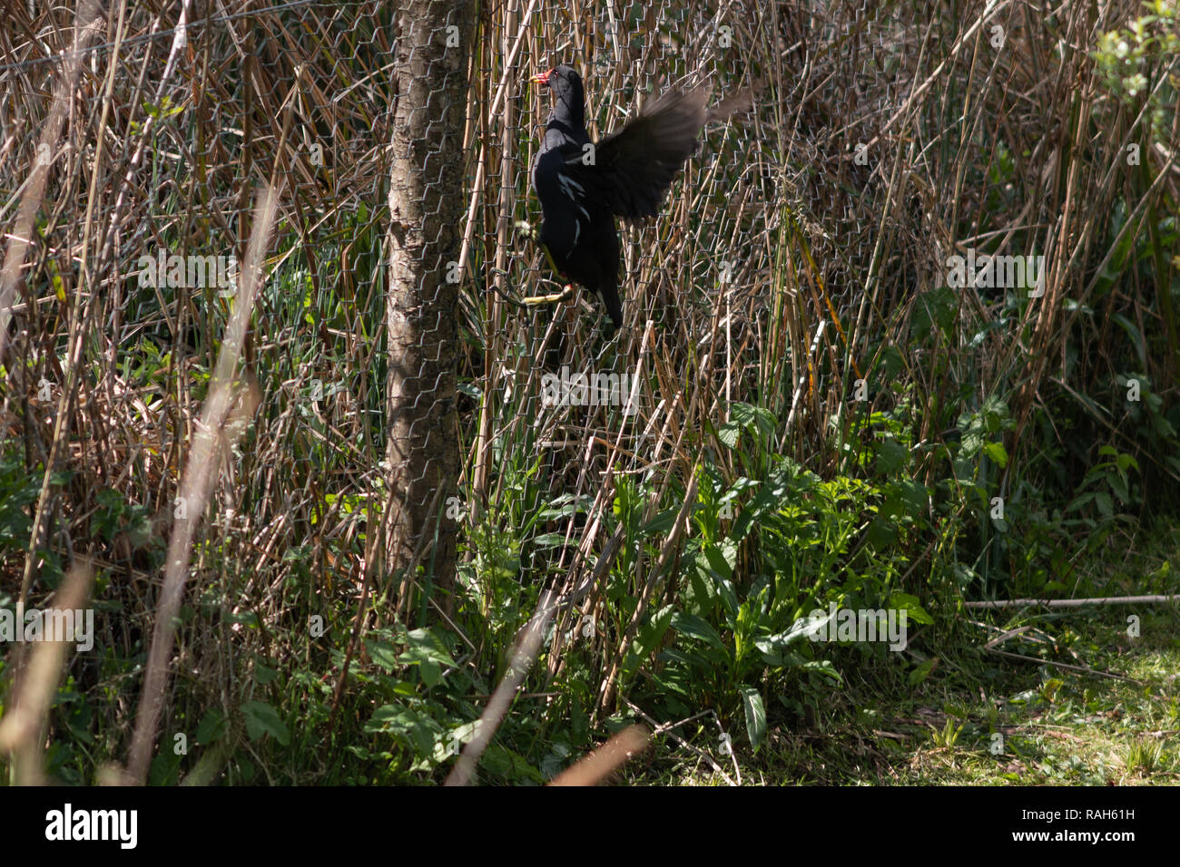 Climbing bird hi-res stock photography and images - Alamy