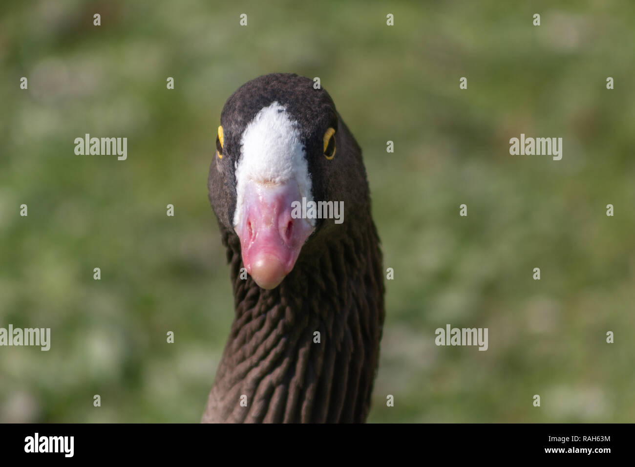 Goose neck hi-res stock photography and images - Alamy
