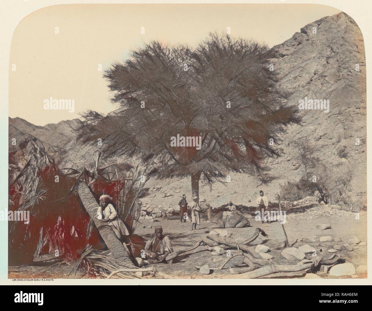 Shittim High Resolution Stock Photography and Images - Alamy