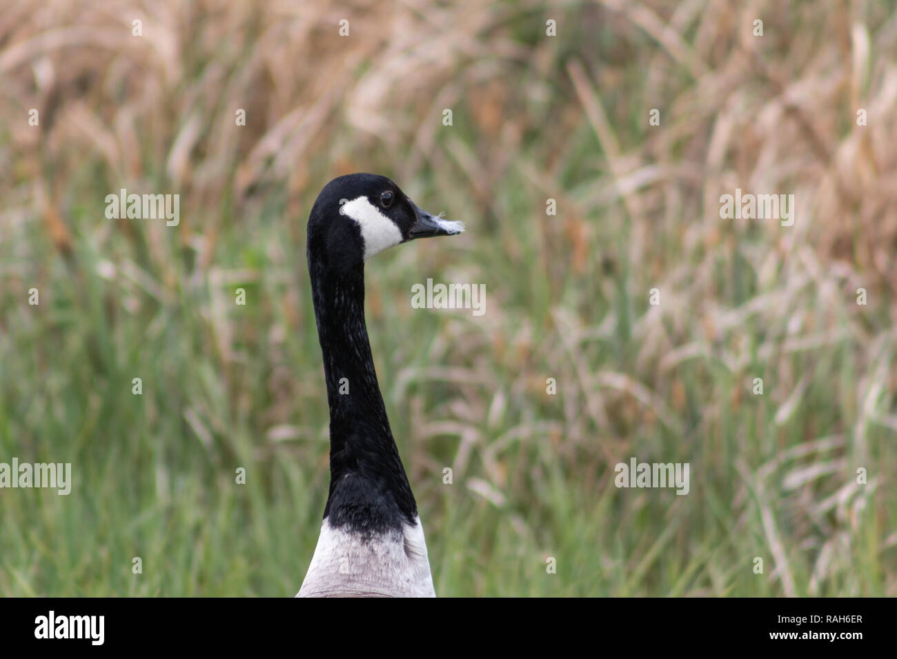 Goose neck hi-res stock photography and images - Alamy