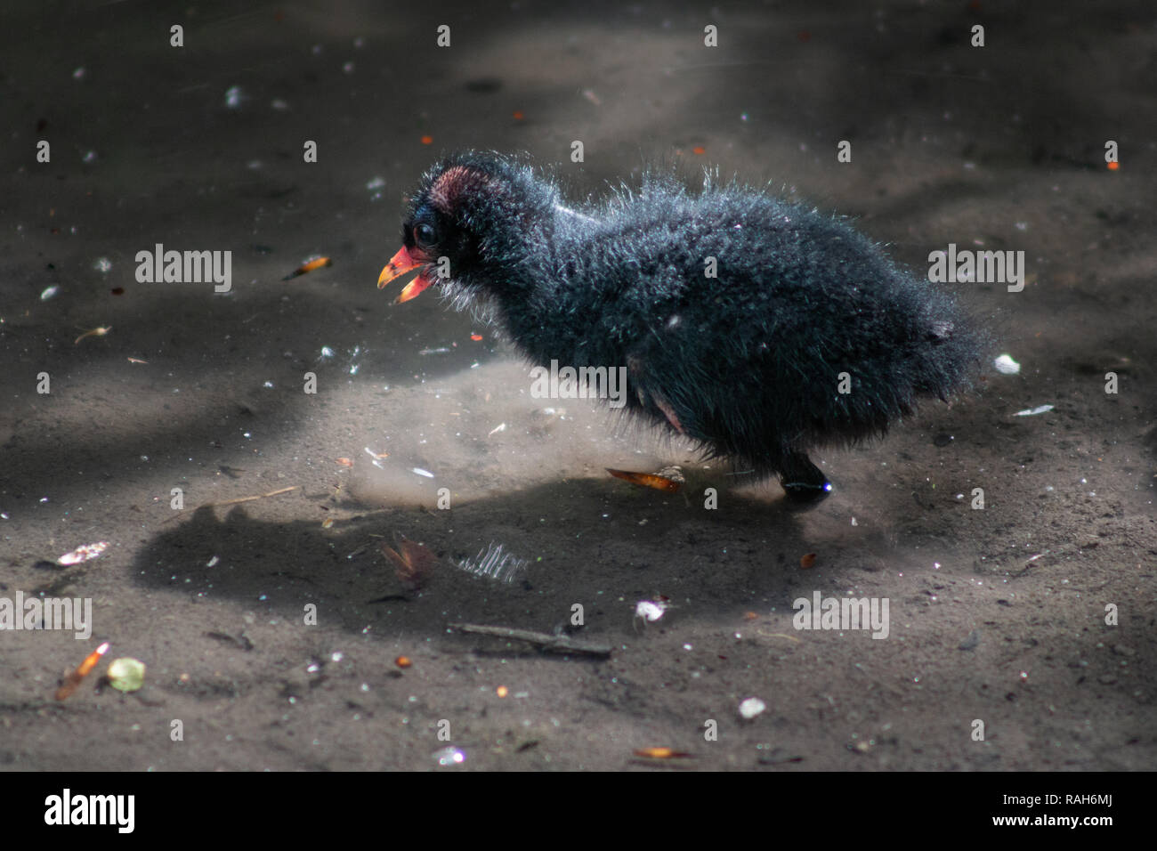Funny baby animals hi-res stock photography and images - Alamy
