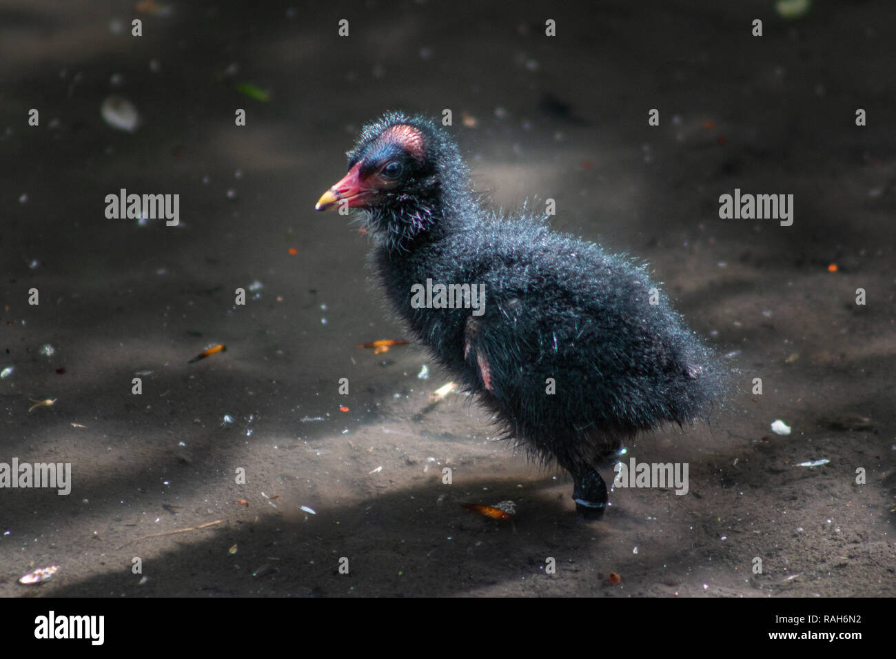 Baby moorhen hi-res stock photography and images - Alamy