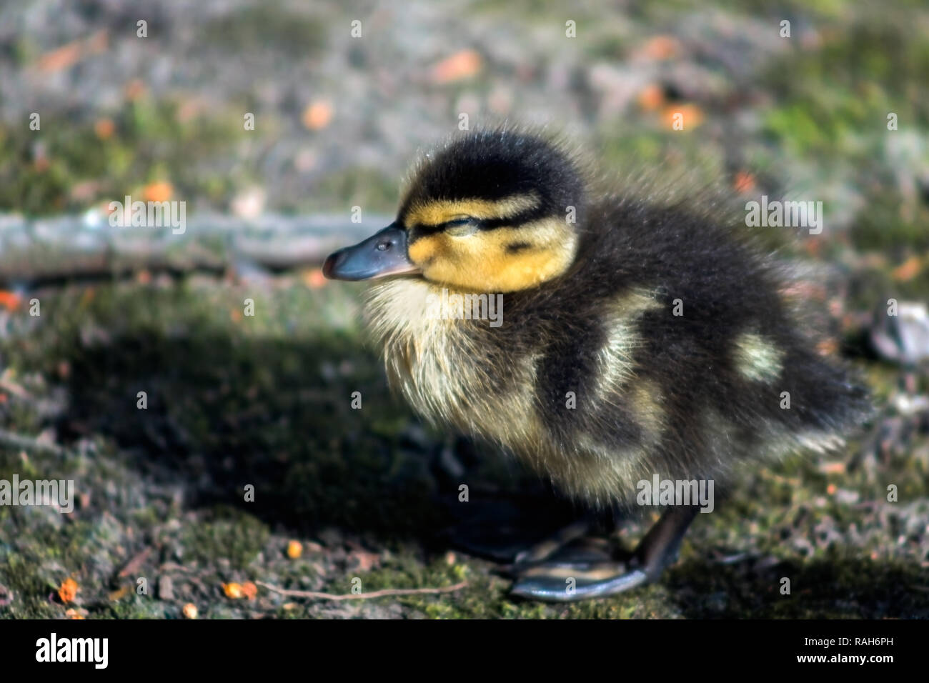 Funny duck hi-res stock photography and images - Alamy