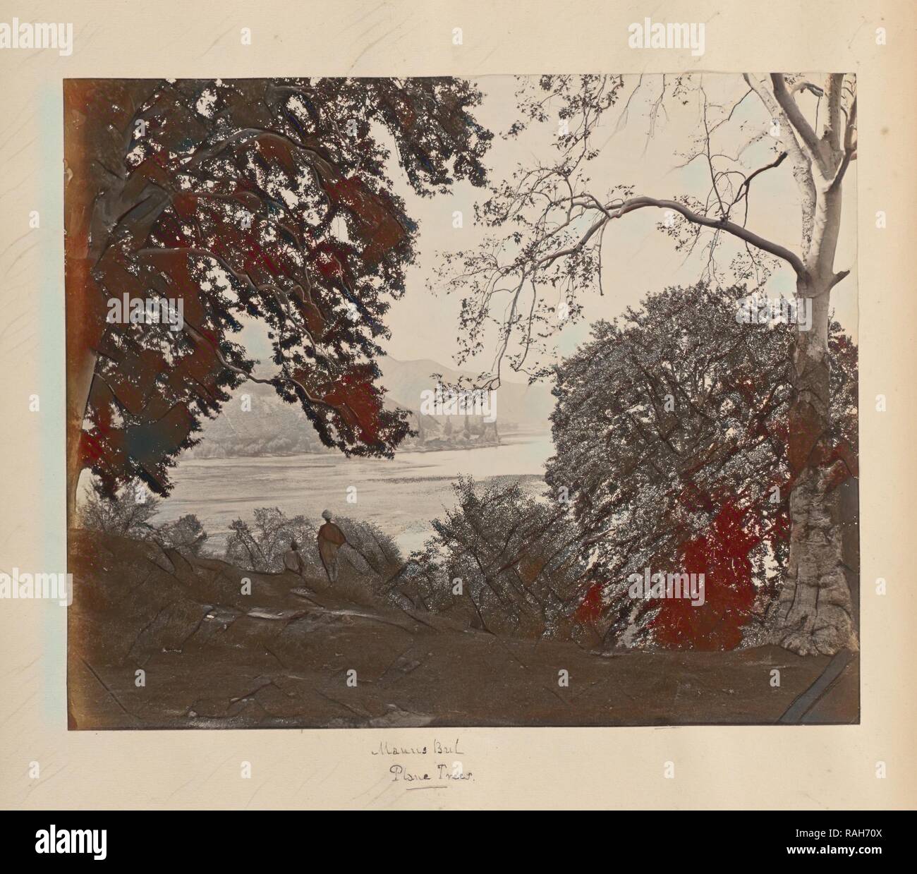 Manus Bul, Plane Trees, Samuel Bourne (English, 1834 - 1912), Kashmir ...