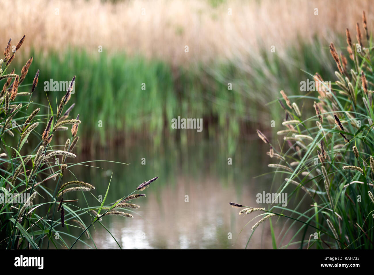Framed by the reed hi-res stock photography and images - Alamy