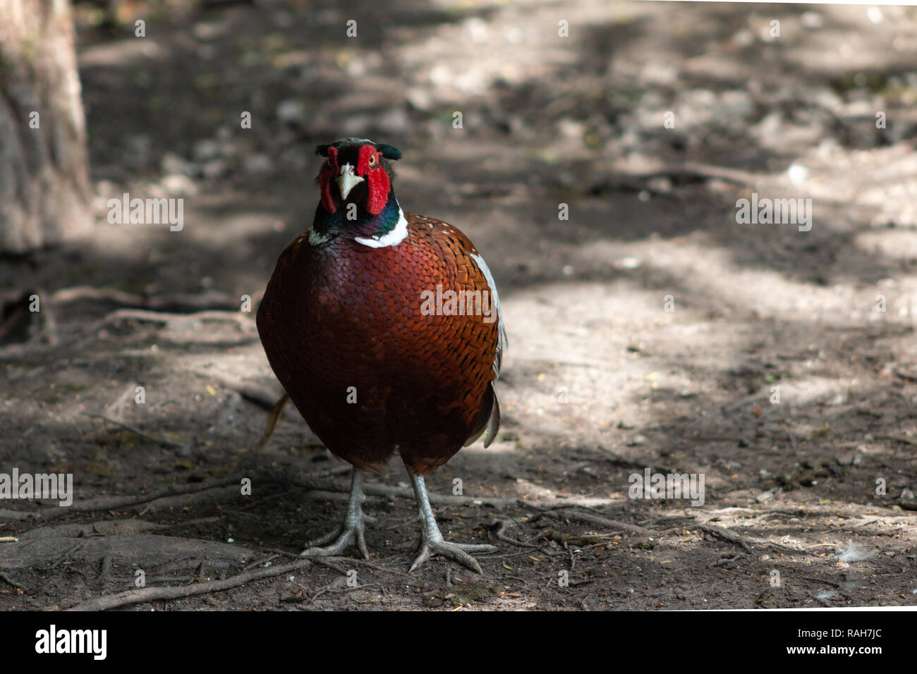 Pheasant funny hi-res stock photography and images - Alamy