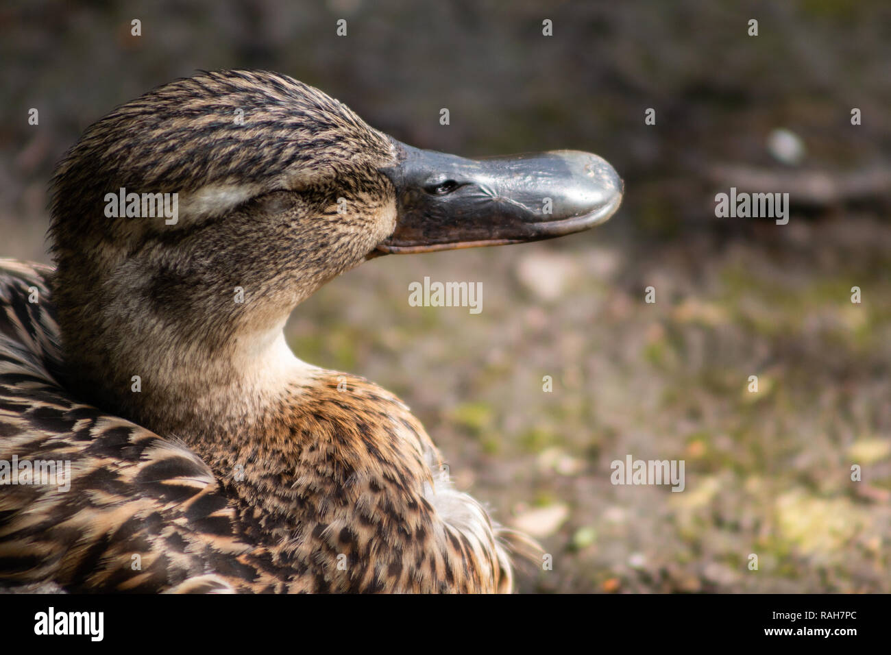 close up of a female mallard duck with its eyes closed Stock Photo - Alamy