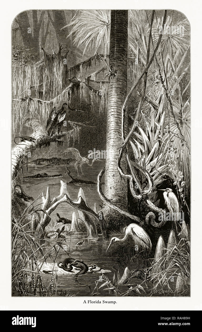 Florida Swamp, Florida, United States, American Victorian Engraving ...