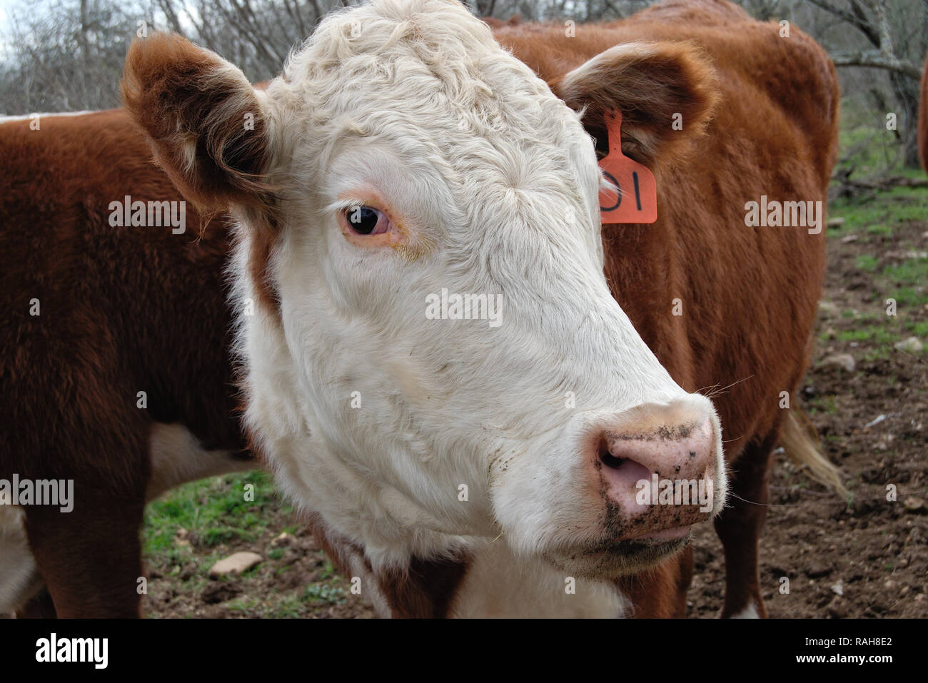 Burford cows, cattle in the rural country ranch farm Stock Photo - Alamy