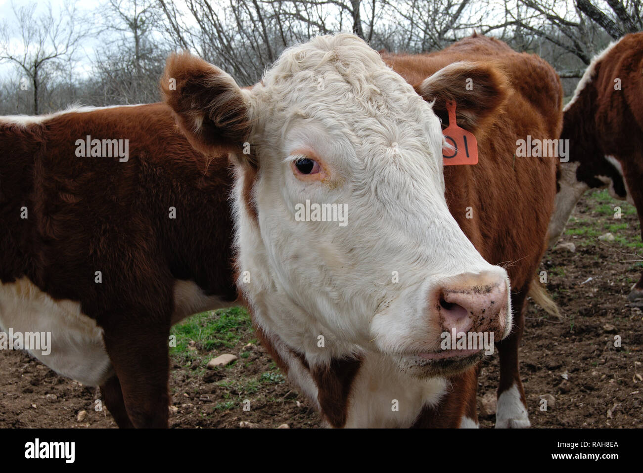 Burford cows, cattle in the rural country ranch farm Stock Photo - Alamy