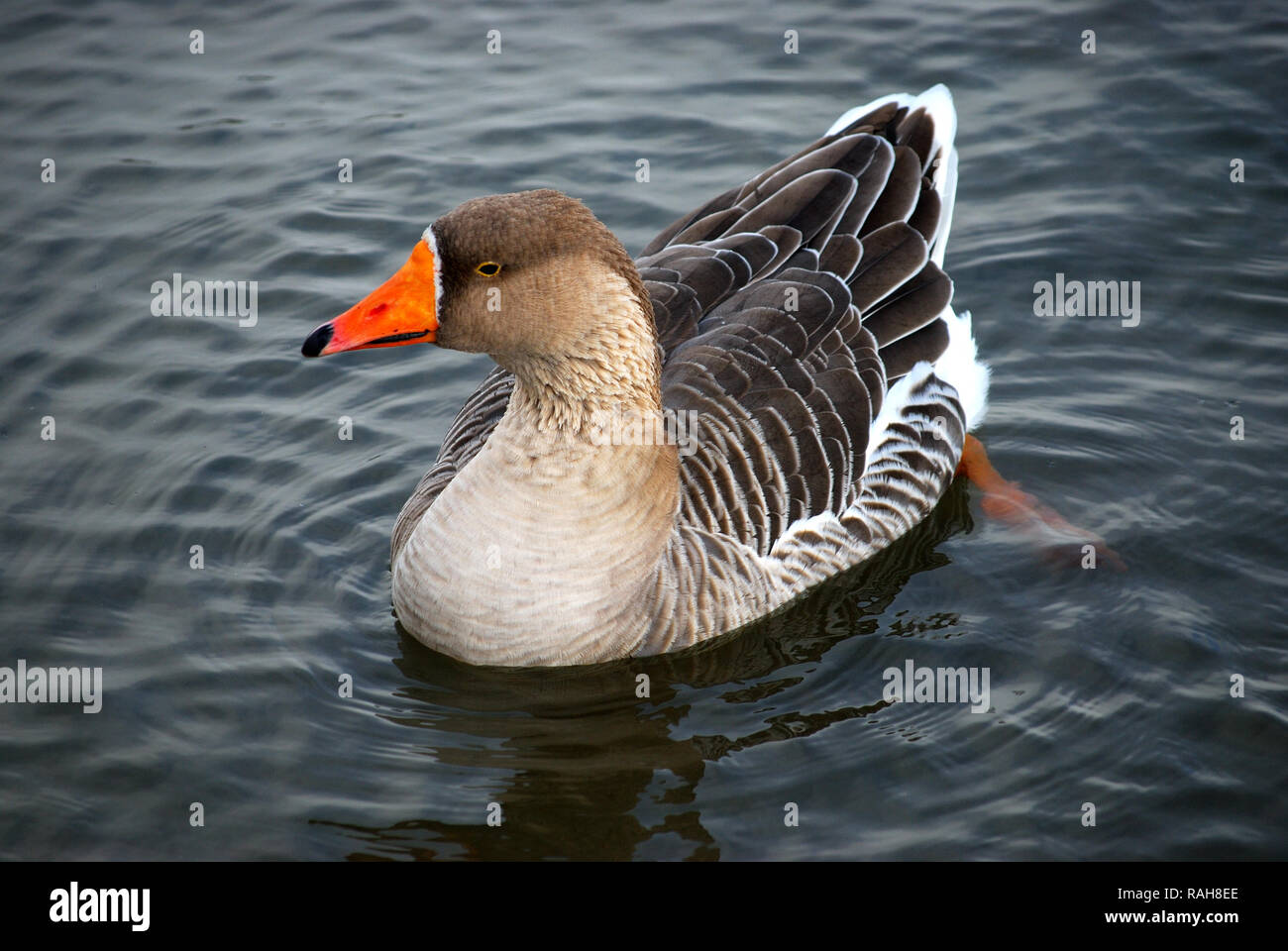 Broun High Resolution Stock Photography and Images - Alamy