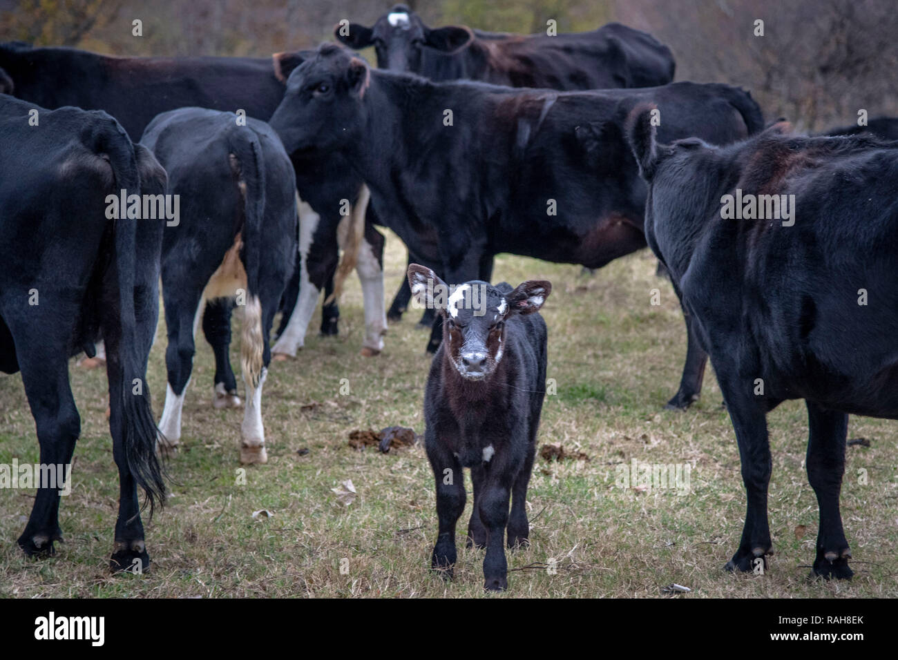 Grass fed free range beef cows on a farm owned by Native American ...