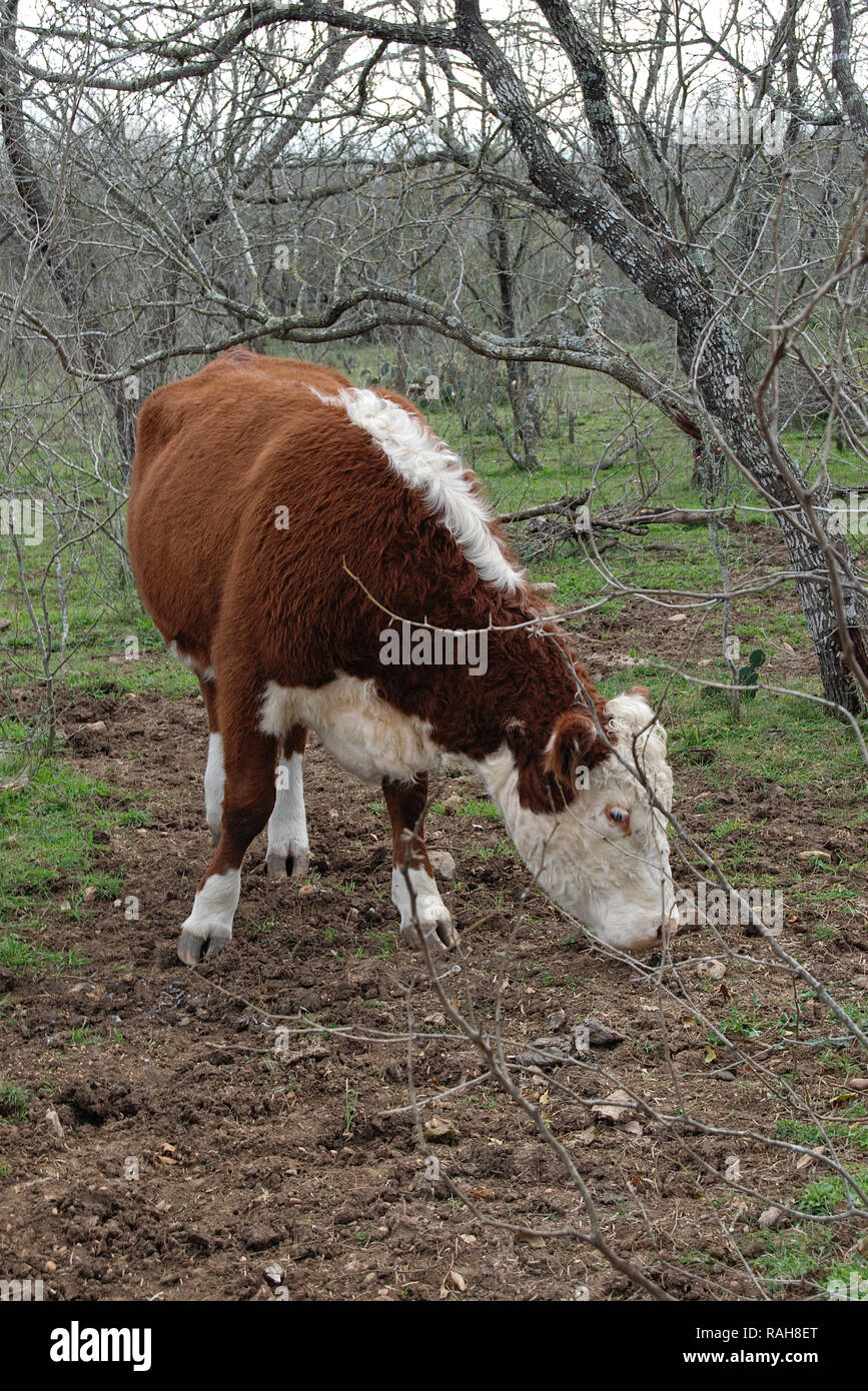 Burford cows, cattle in the rural country ranch farm Stock Photo - Alamy