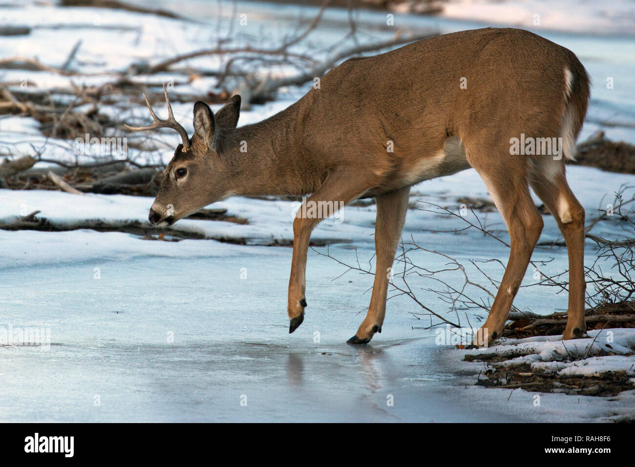 White-tailed Deer buck (Odocoileus virginianus) walking across frozen ...