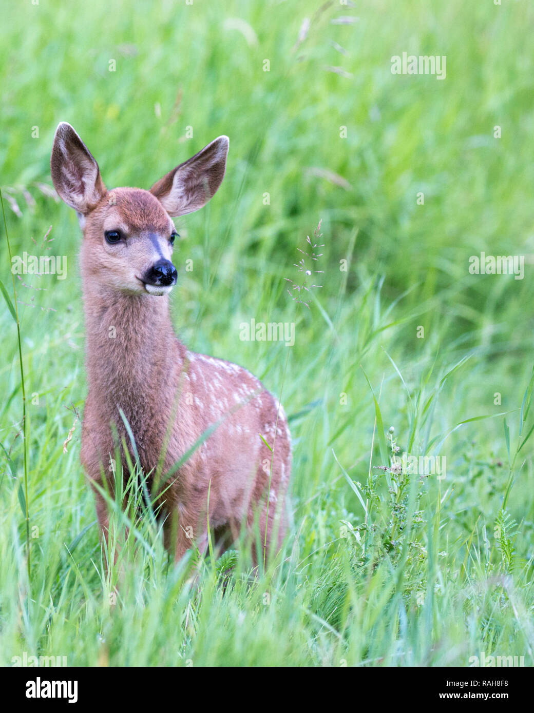 Mule Deer fawn (Odocoileus hemionus) in a grassy meadow, Canada Stock ...