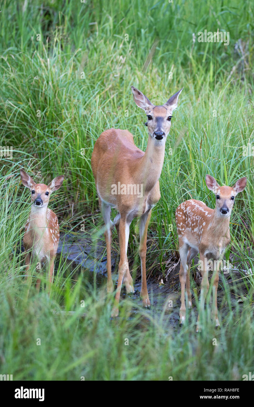 Two Baby Deer With Their Mother