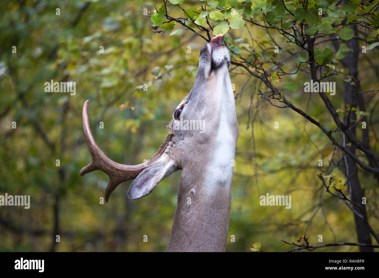 White-tailed Deer buck (Odocoileus virginianus) feeding on Saskatoon ...