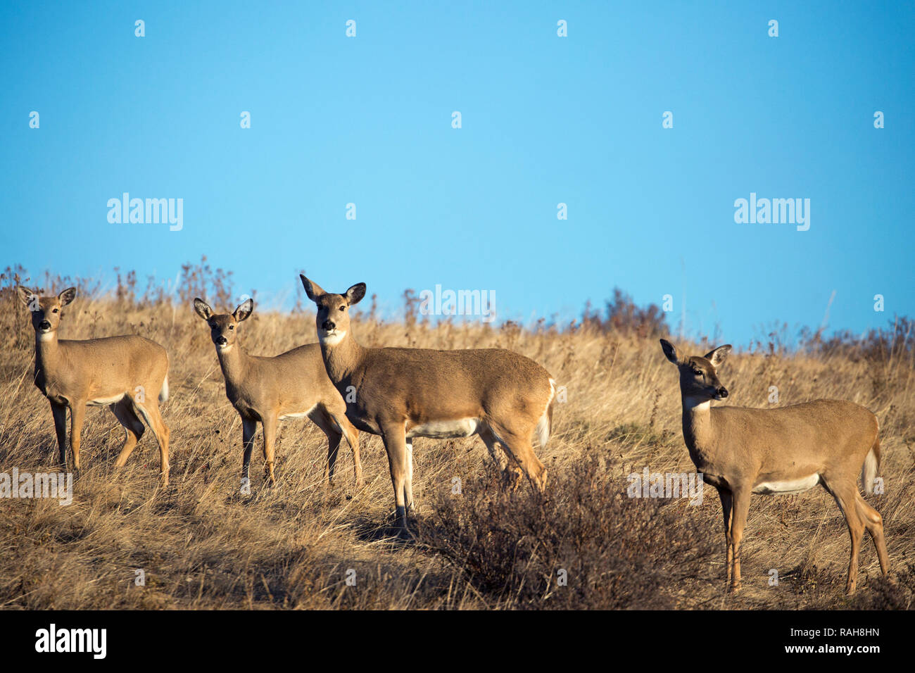 White-tailed Deer herd (Odocoileus virginianus) in the prairies ...