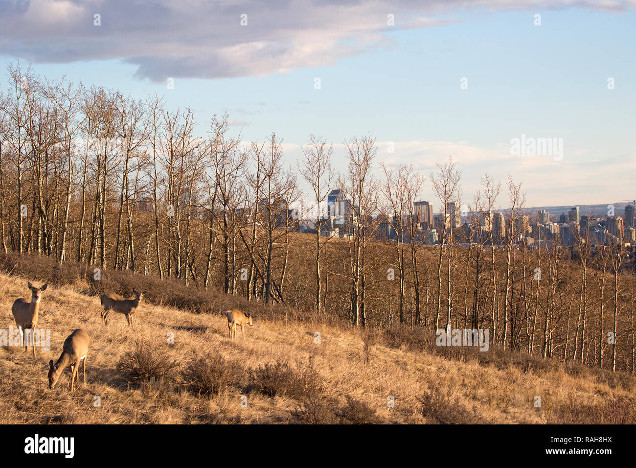 White-tailed Deer (Odocoileus virginianus) herd grazing on grassland ...