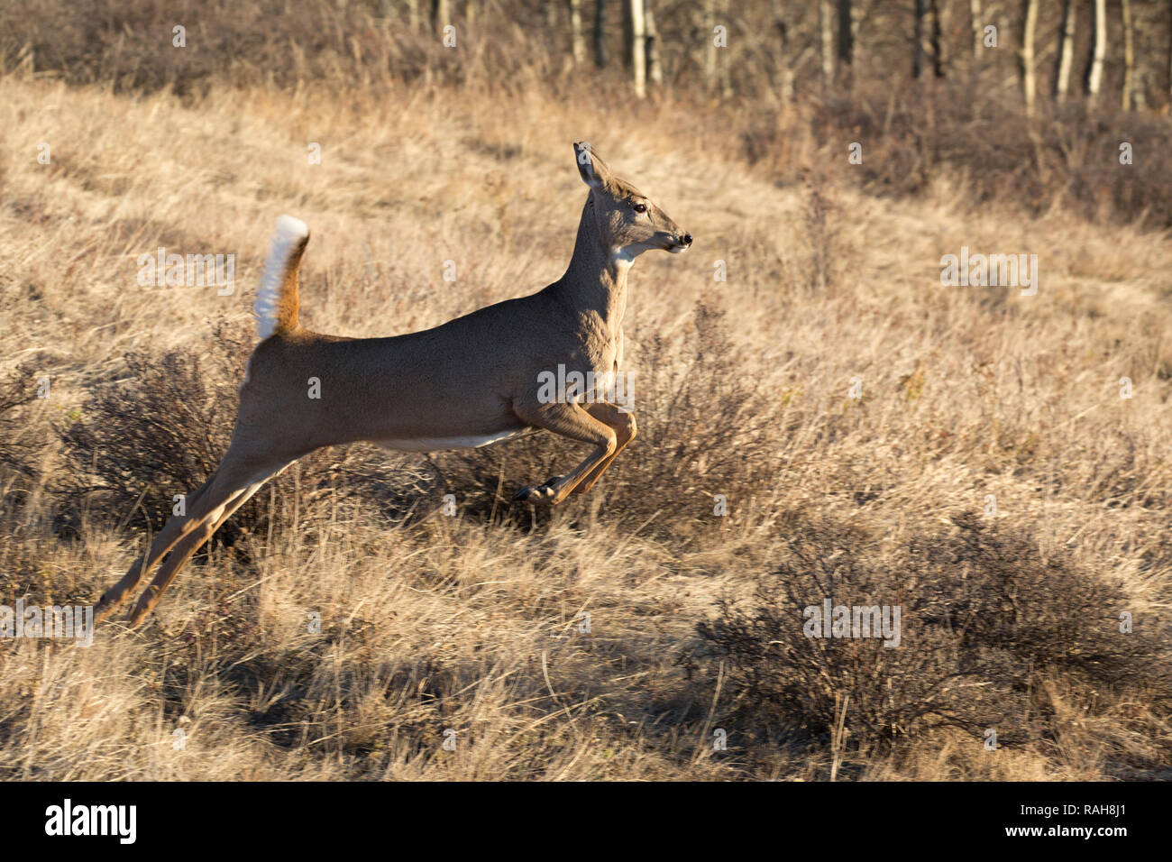 White tailed deer running in hi-res stock photography and images - Alamy