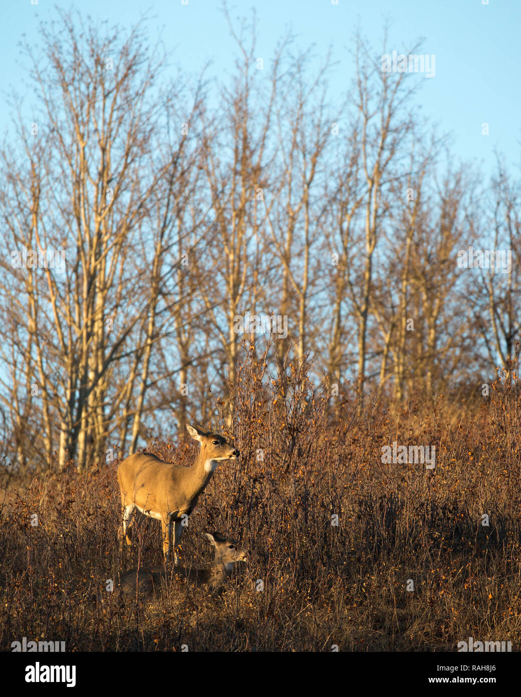 Doe fawn white tail deer hi-res stock photography and images - Alamy