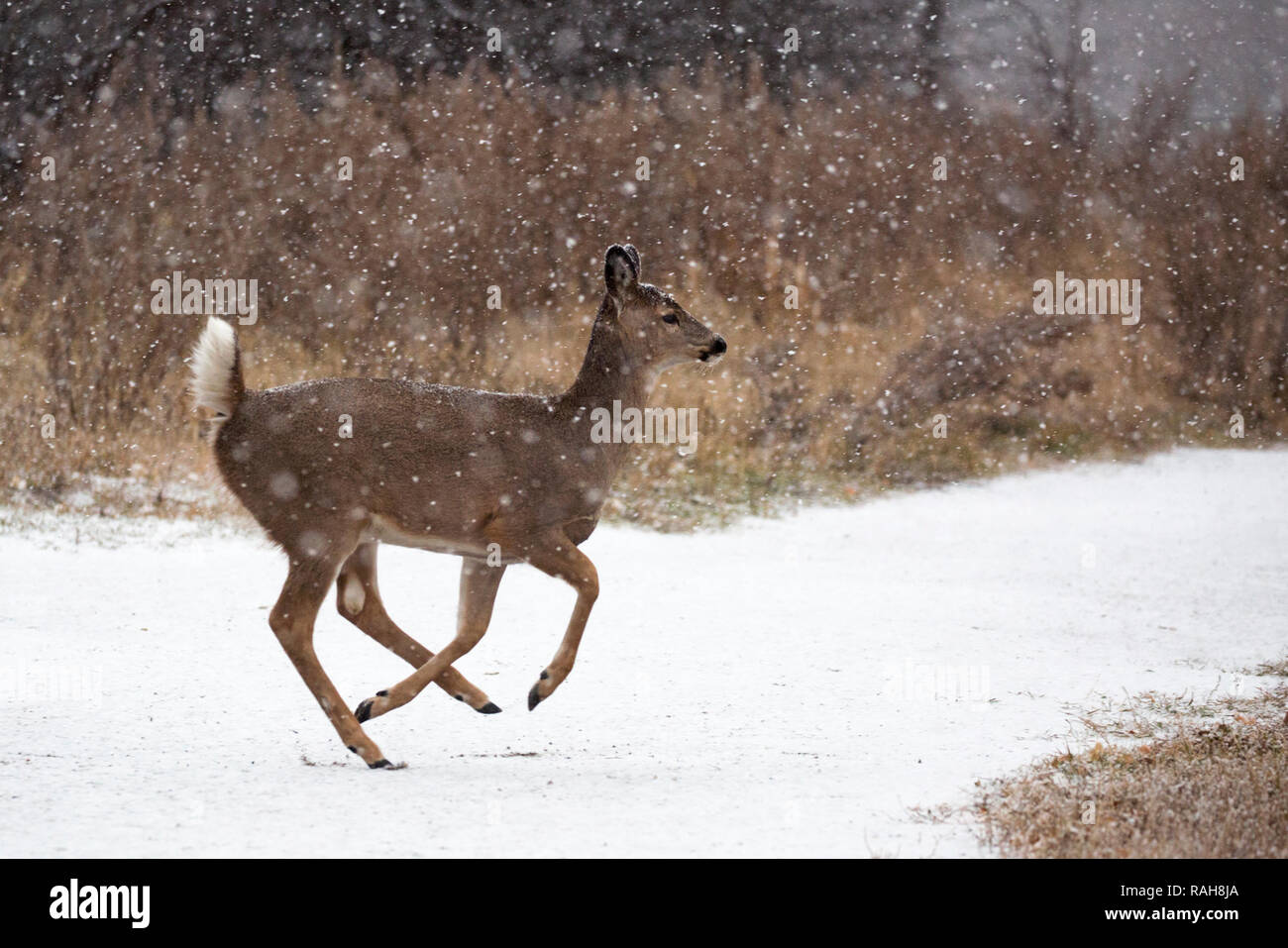 White-tailed Deer fawn running along park path in snow storm ...