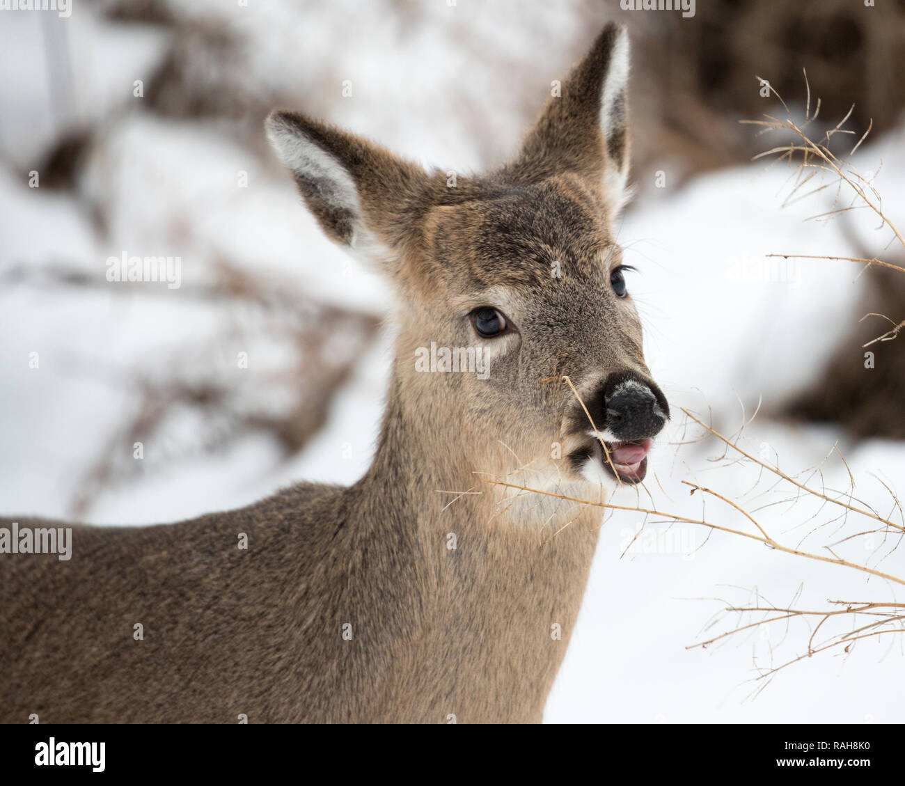 Browsing deer hi-res stock photography and images - Alamy