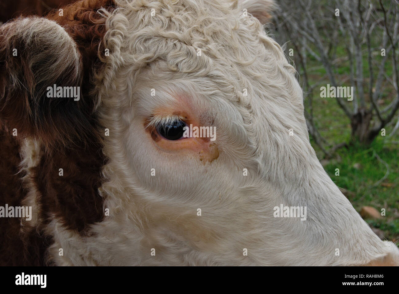 Burford cows, cattle in the rural country ranch farm Stock Photo - Alamy
