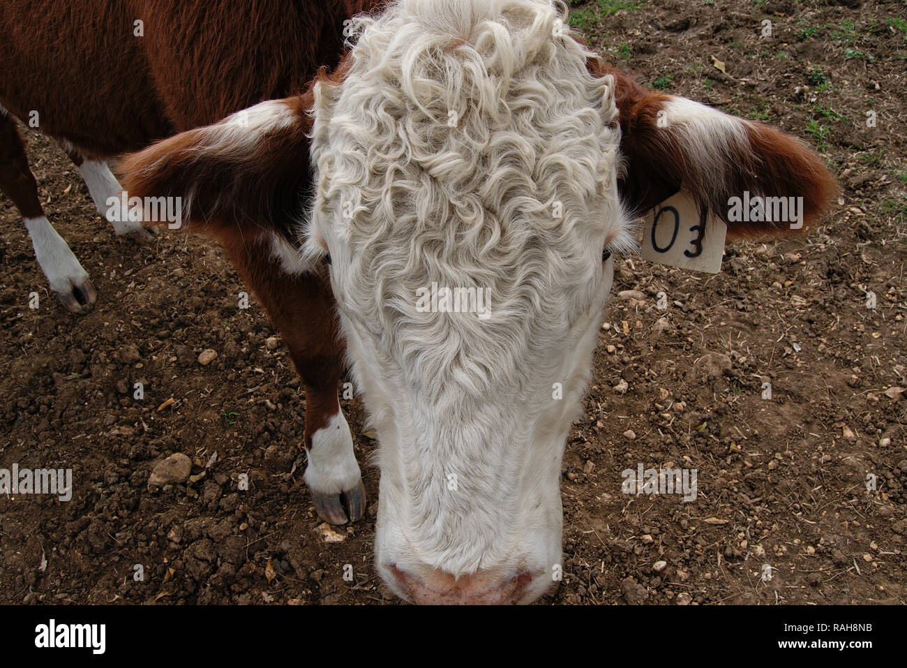Burford cows, cattle in the rural country ranch farm Stock Photo - Alamy