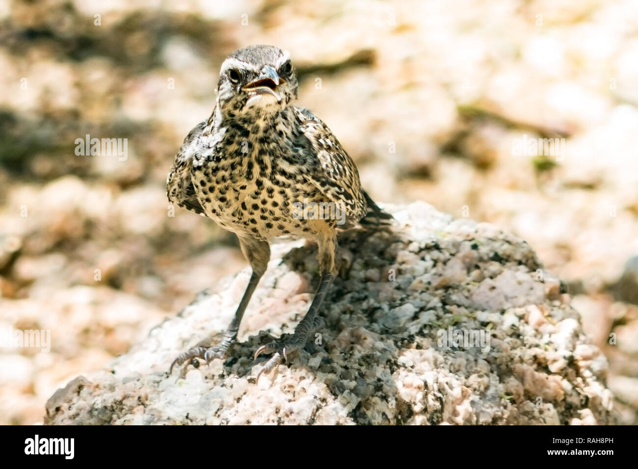 Cactus Wren bird Stock Photo - Alamy