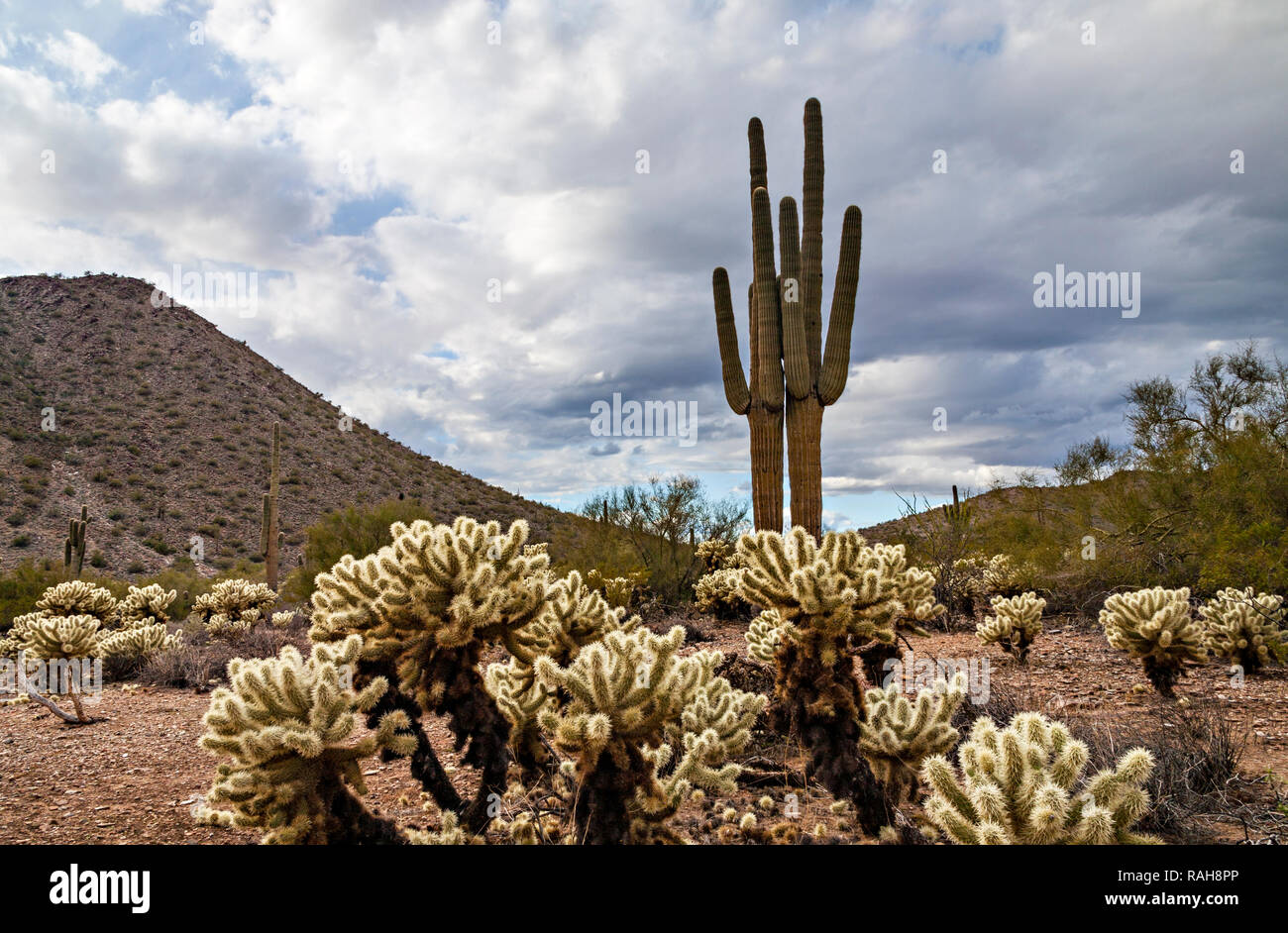 Jumping cholls hi-res stock photography and images - Alamy