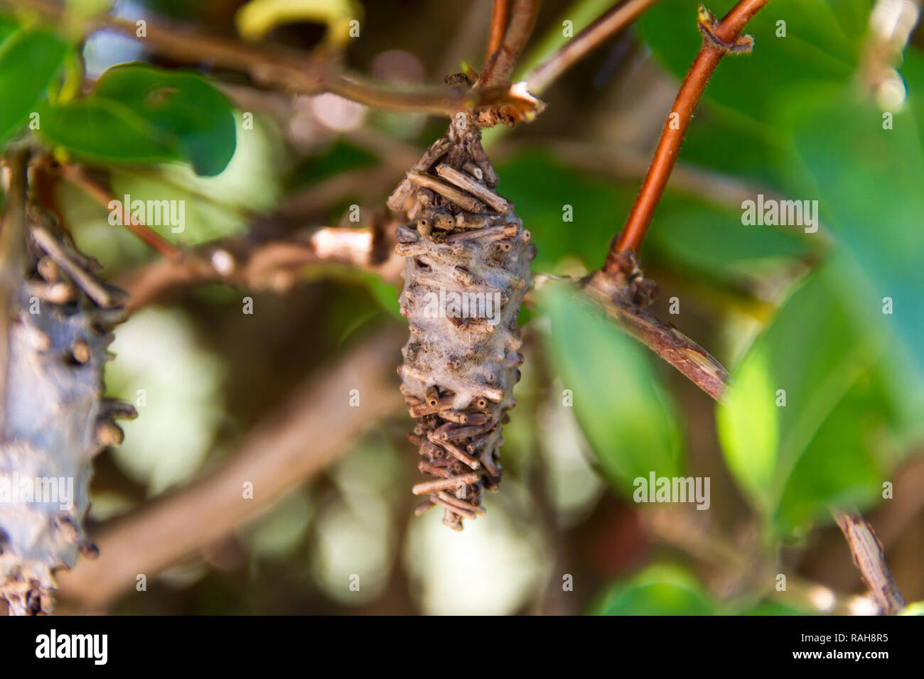 butterfly worm pupa Oiketicus kirbyi in summer Stock Photo - Alamy