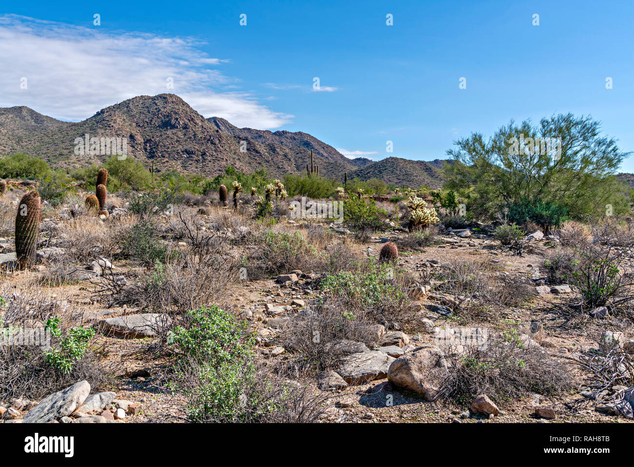 Desert Scrub Vegetation