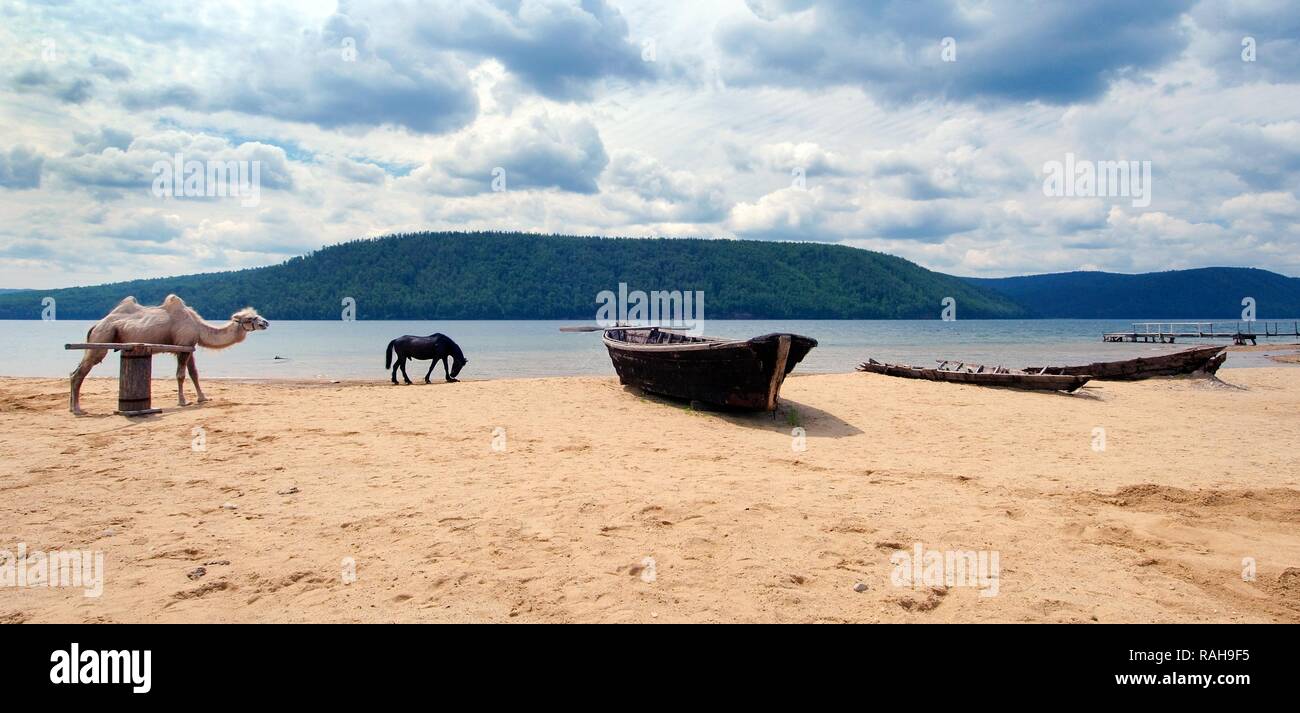 White Bactrian camel (Camelus bactrianus), horse and boat on the bank ...