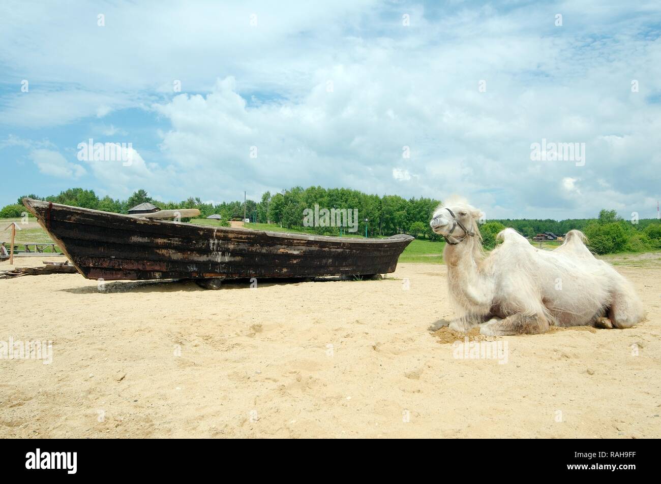 White Bactrian camel (Camelus bactrianus) next to boat on the bank of ...