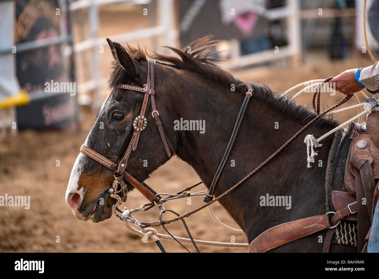 hands on the reins of horse in rodeo Stock Photo - Alamy