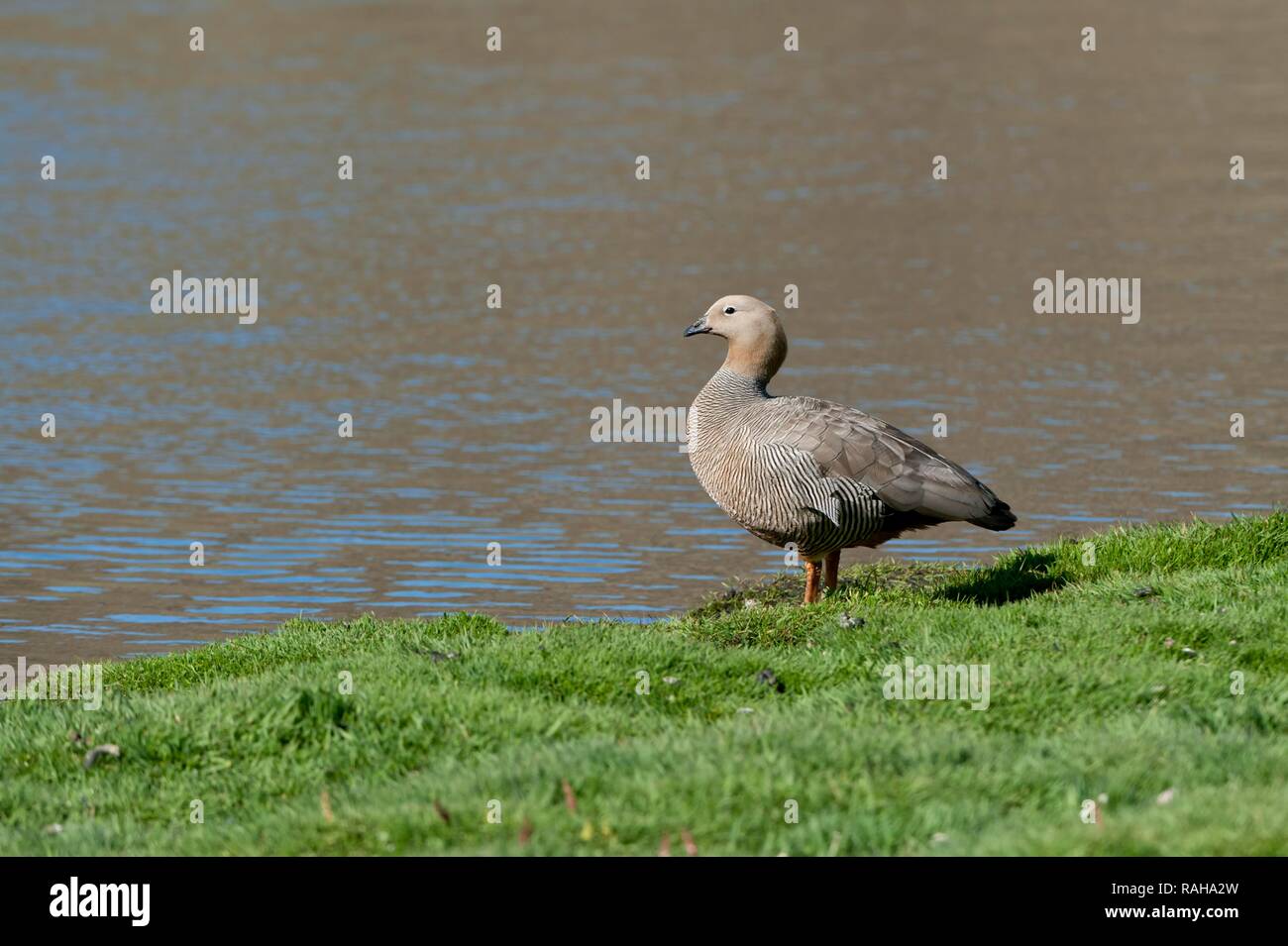 Ashy headed geese chloephaga poliocephala hi-res stock photography and ...