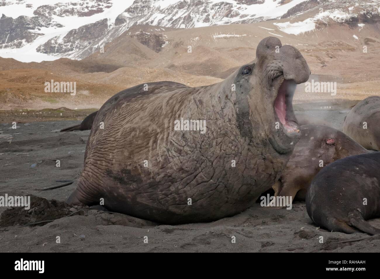 Male Southern Elephant Seal (Mirounga leonina) bellowing, St. Andrews ...