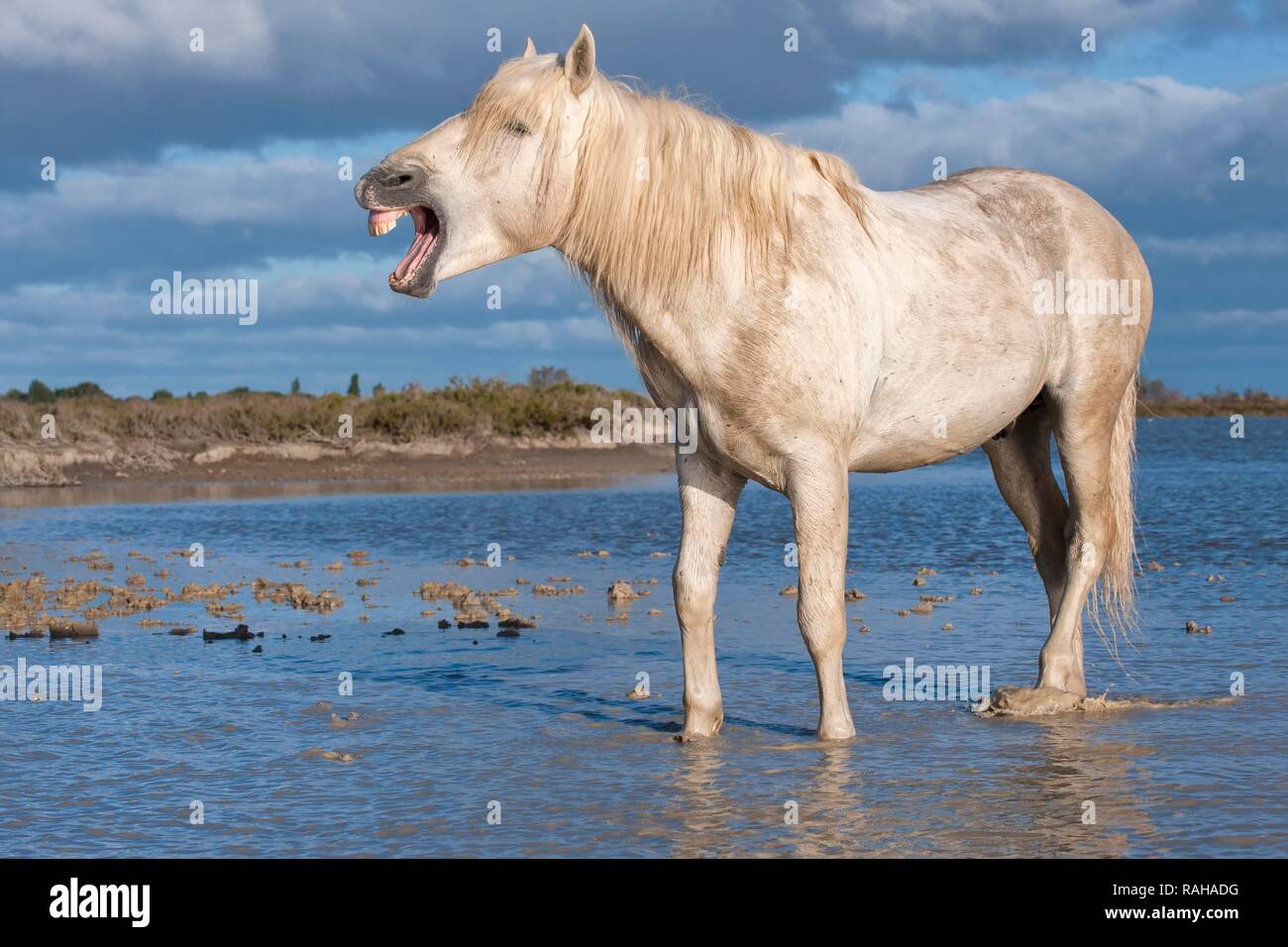 Flehmen horse hi-res stock photography and images - Alamy