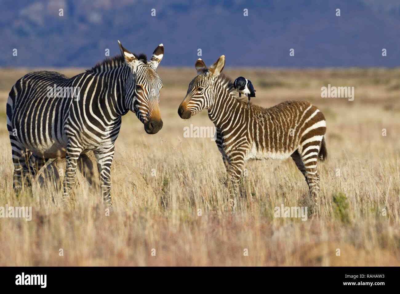 Cape mountain zebras (Equus zebra zebra), adult female rubbing against ...
