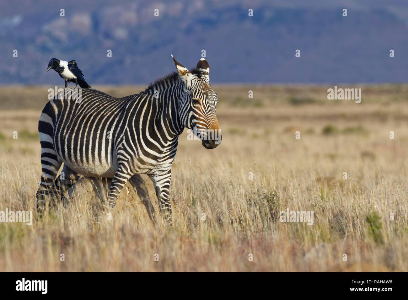 Cape mountain zebra (Equus zebra zebra), adult female, rubbing against ...
