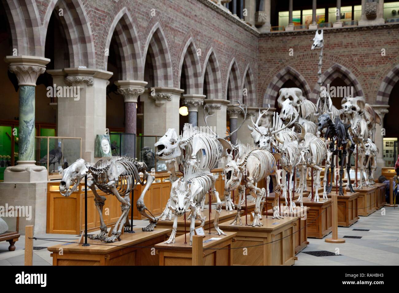 Oxford University Museum of Natural History, University of Oxford, Oxford, Oxfordshire, England ...